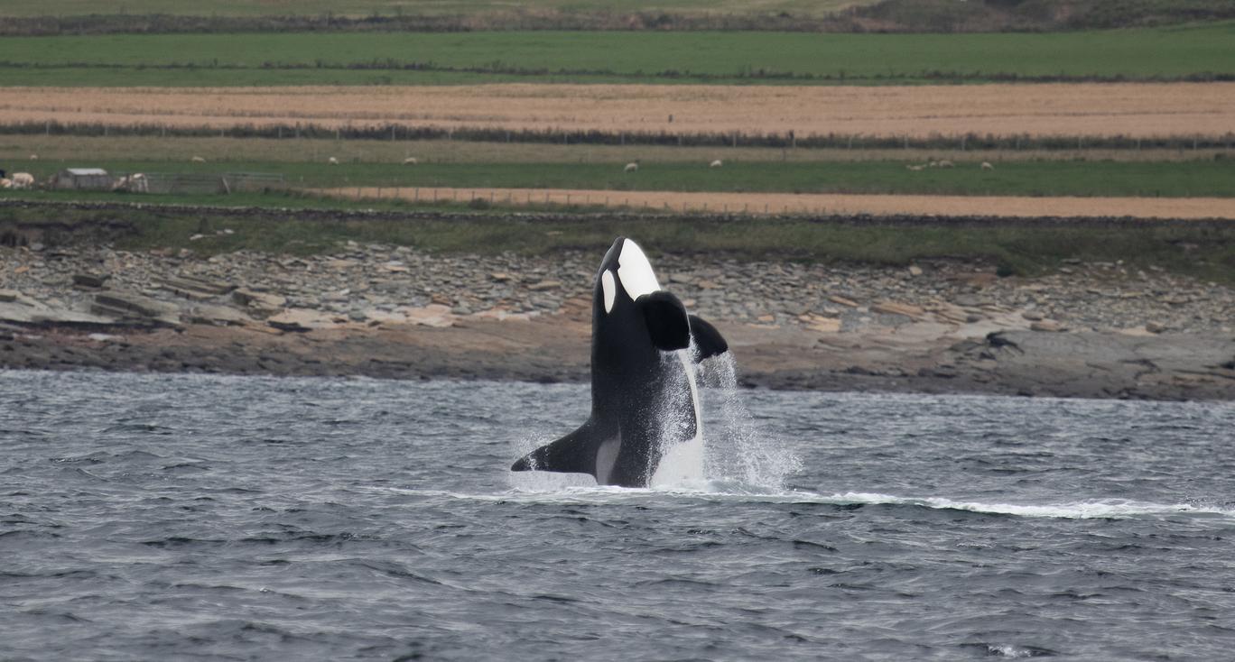 Loth Pier - Wildlife | North Isles Ferries Journeys